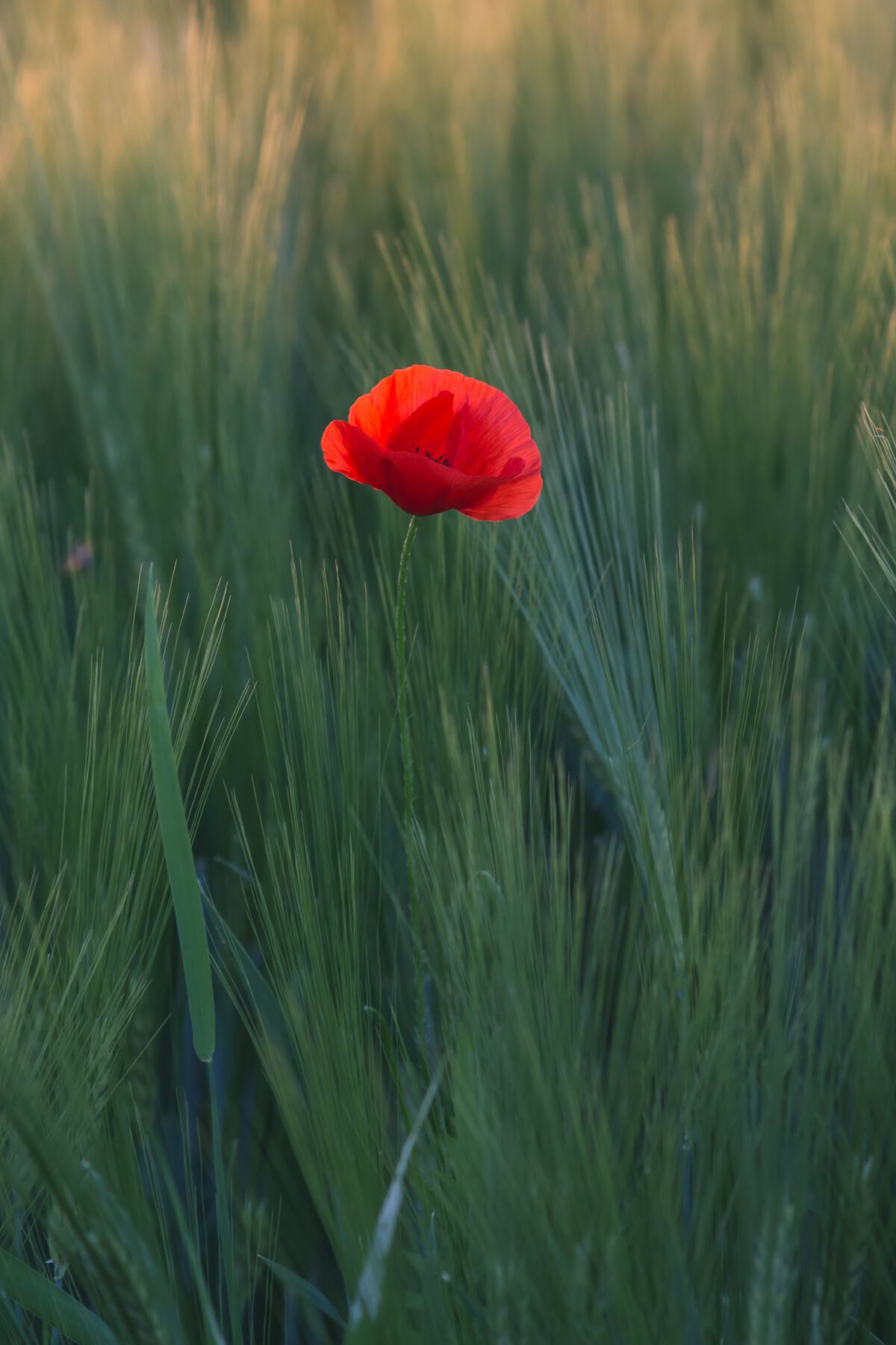 Forgive and Remember - Curt Thompson MD