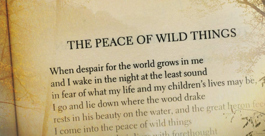 The Peace of Wild Things - Curt Thompson MD